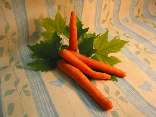 Karotte.jpg